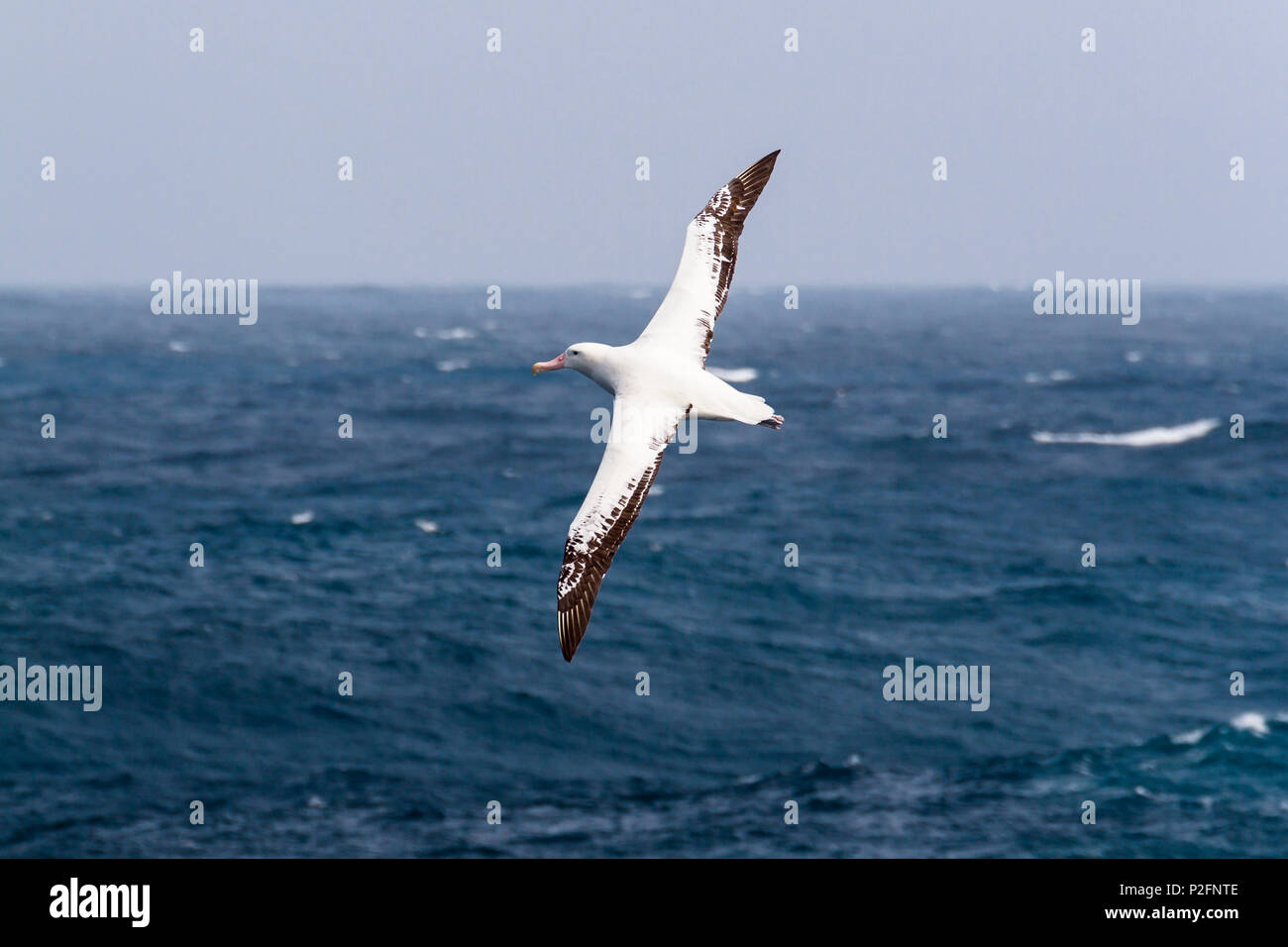 Wandering Albatross High Resolution Stock Photography and Images - Alamy