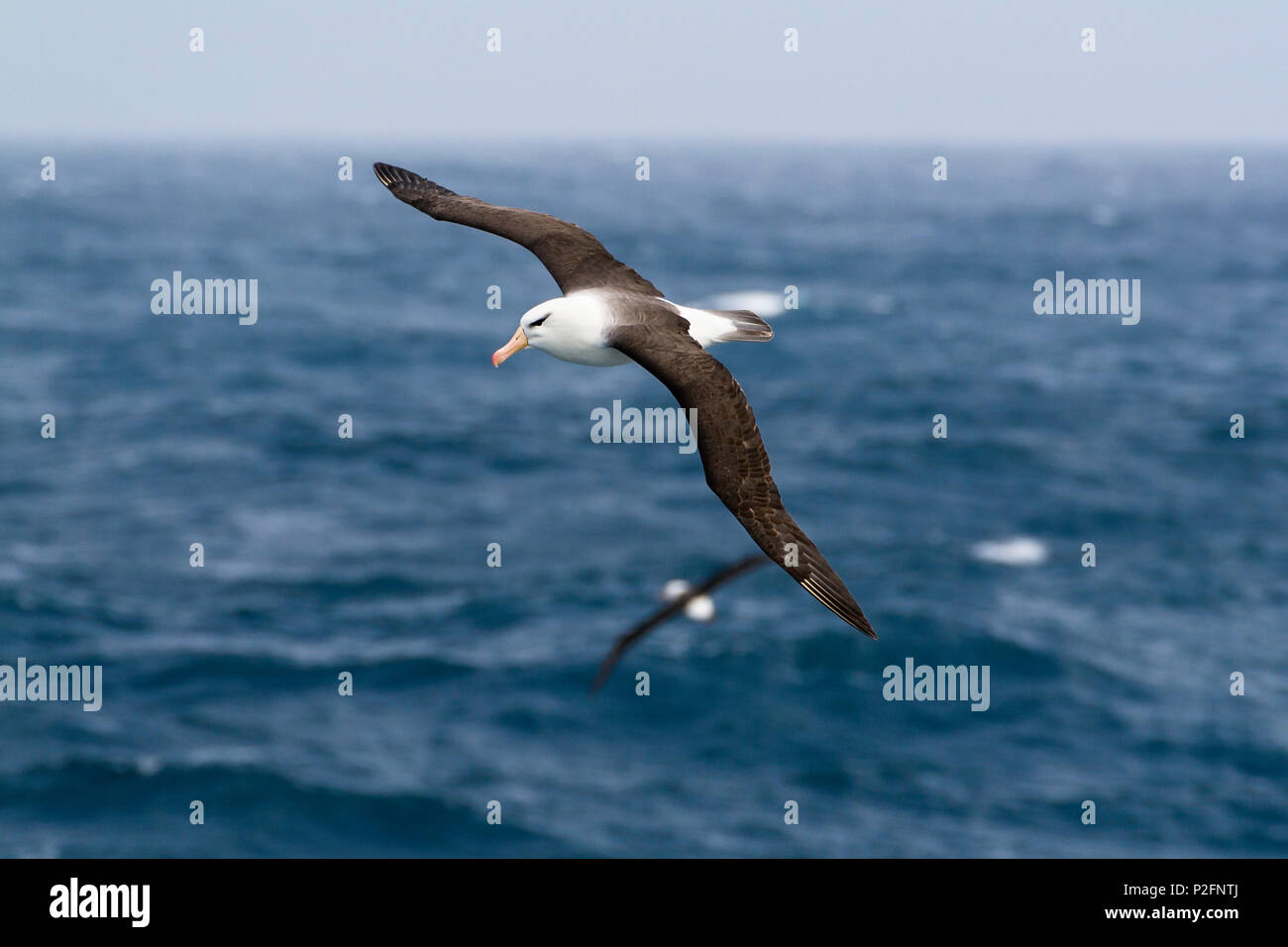 Black browed albatross hi-res stock photography and images - Alamy