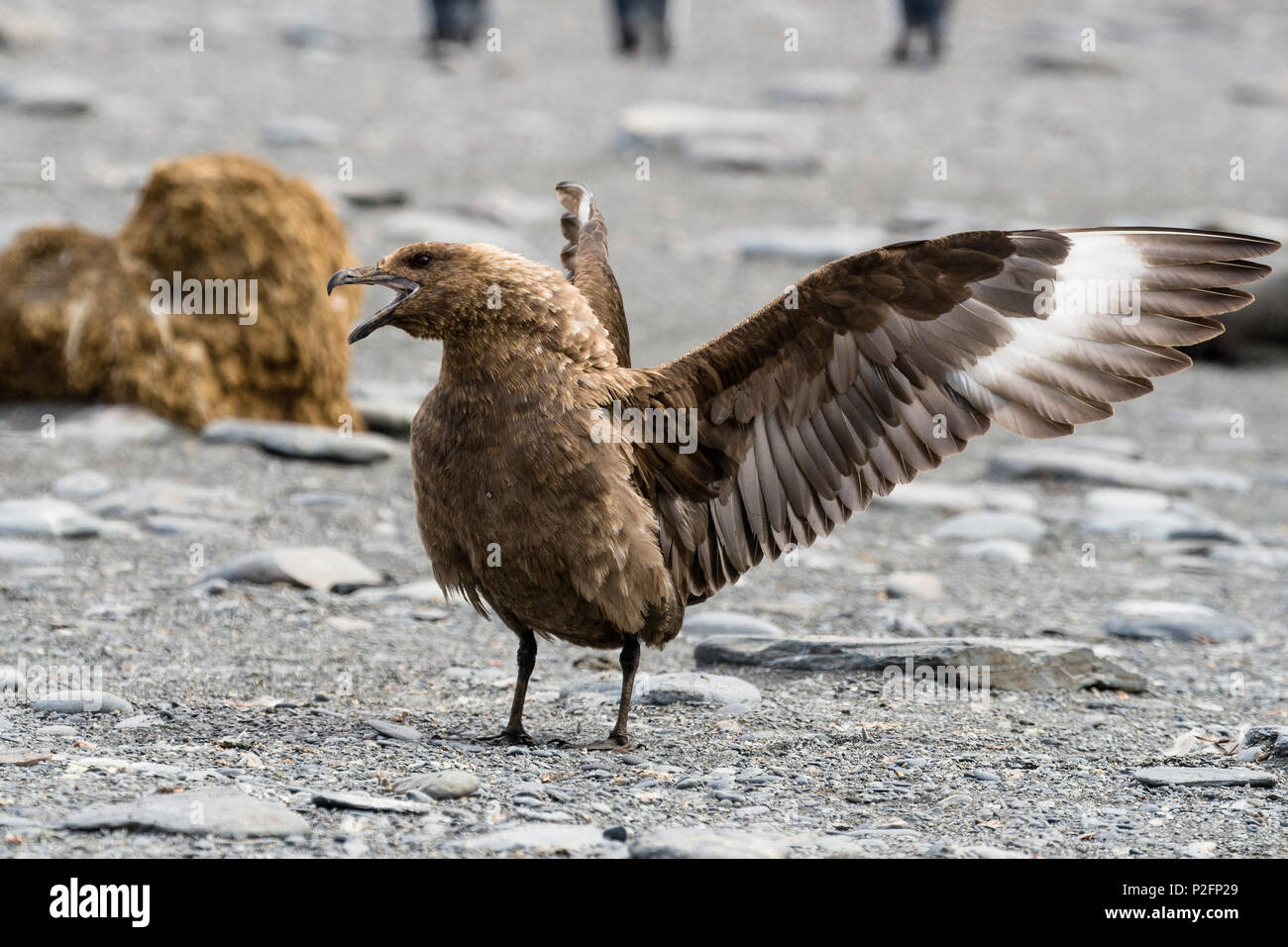 Brown Skua aggressive, Catharacta antarctica, South Georgia, Subantarctic, Antarctica Stock ...