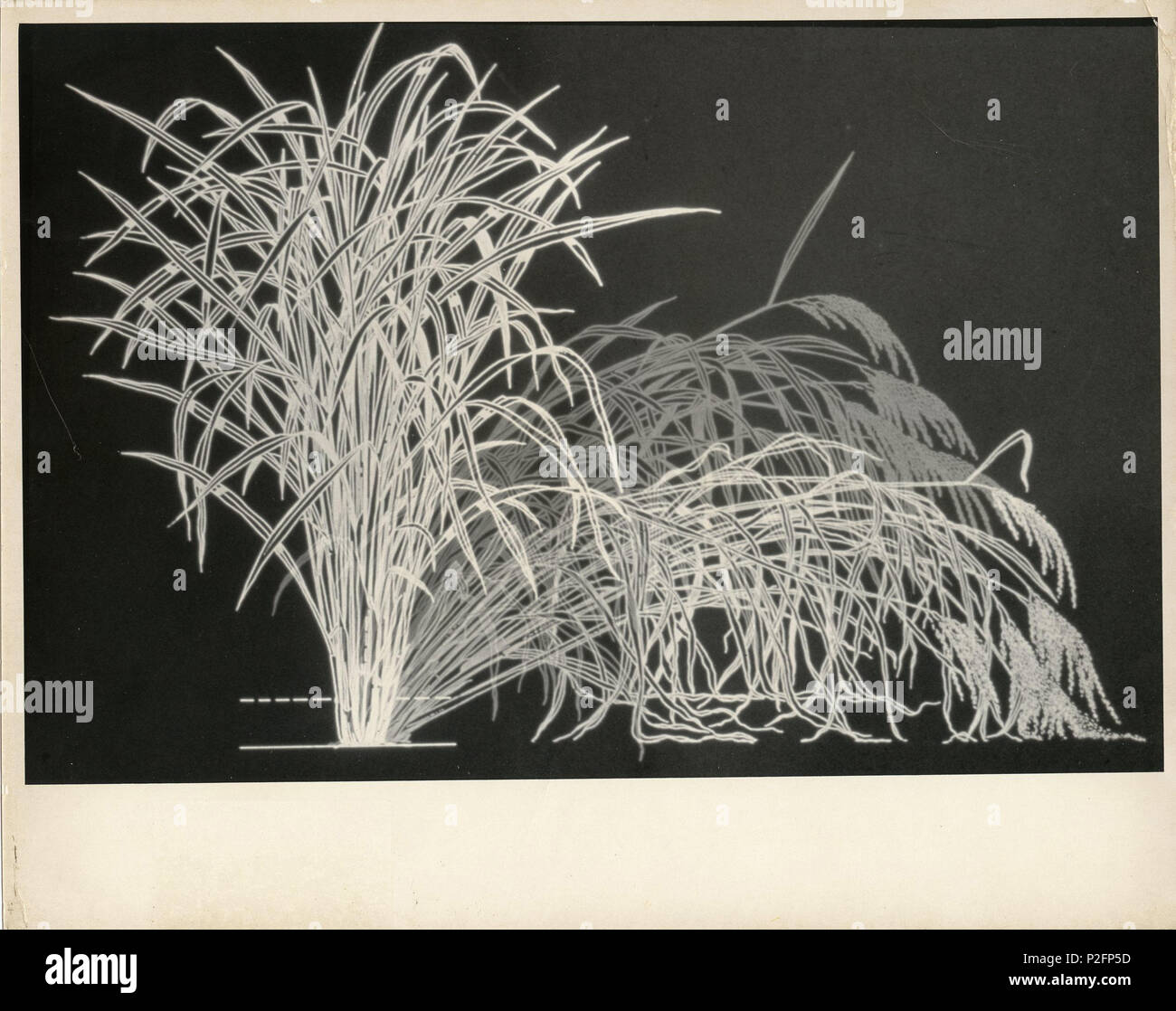 An illustrated comparison of a living and dead rice harvest Stock Photo ...