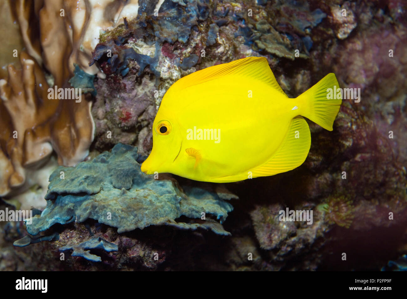 Doctorfish, Zebrasoma flavescens, Pacific, captive Stock Photo - Alamy