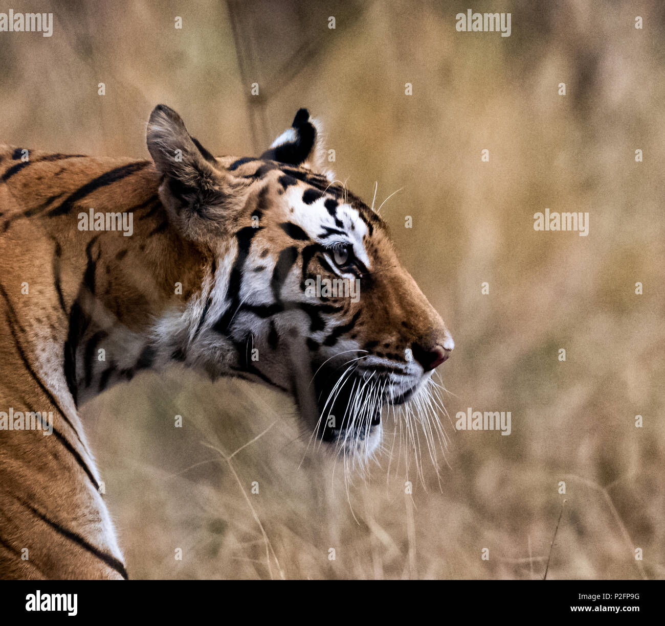 My best side Stock Photo - Alamy