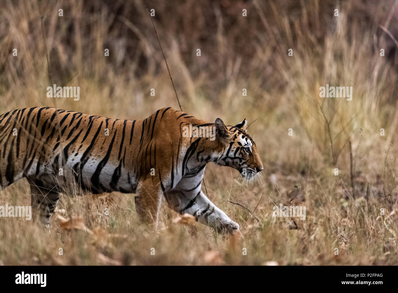 My best side Stock Photo - Alamy