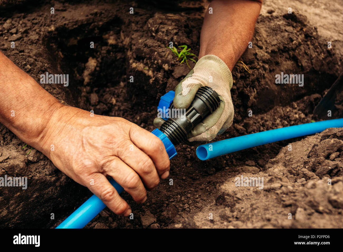 Worker connects a water hose laid in the ground for watering the garden ...