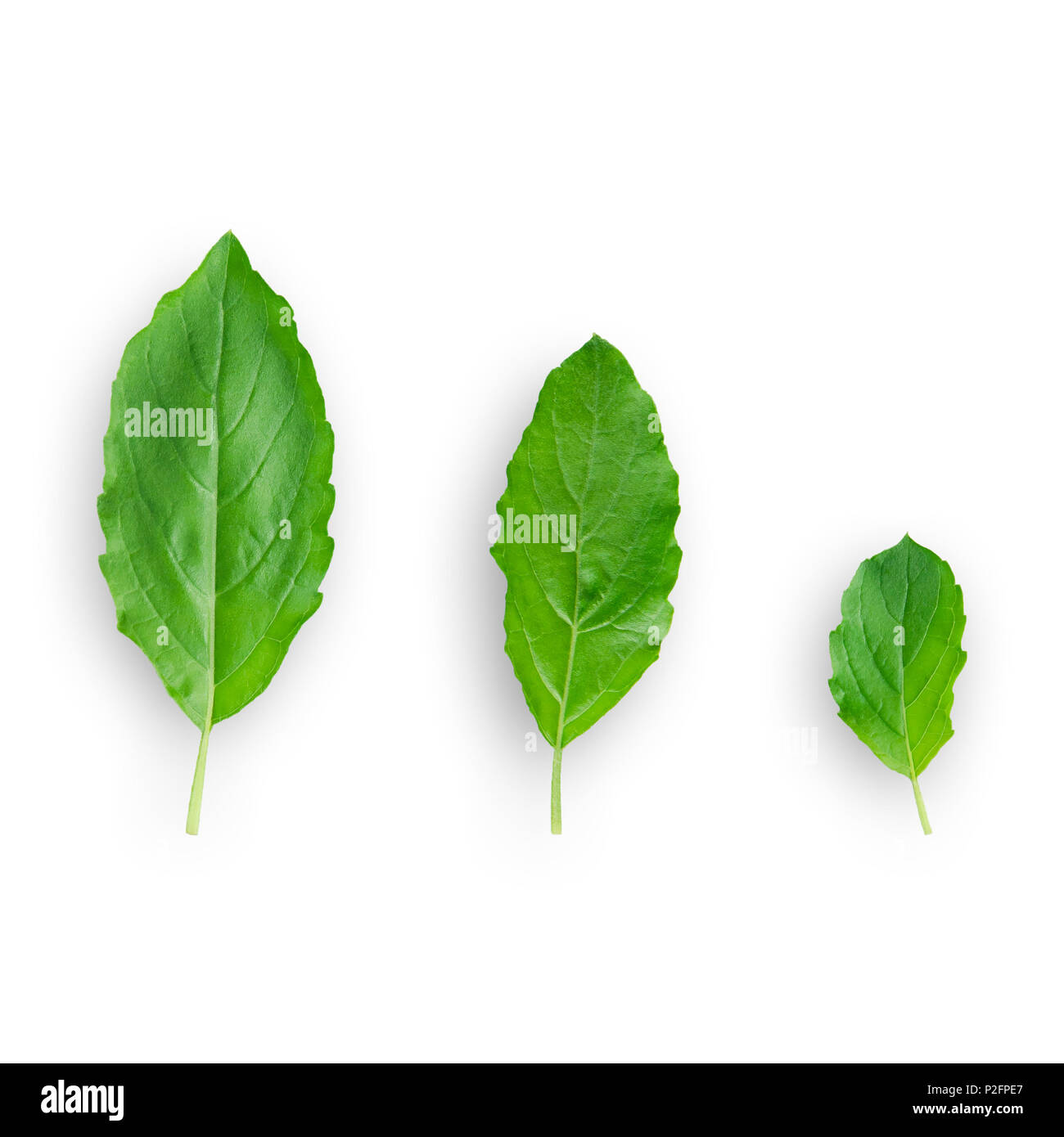 Basil leaves on the white background, Green and fresh of basil for ...