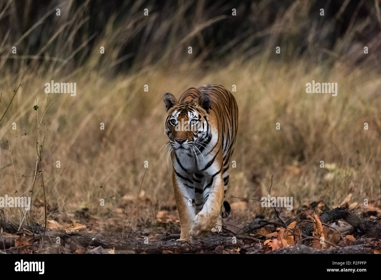 On the prowl Stock Photo - Alamy