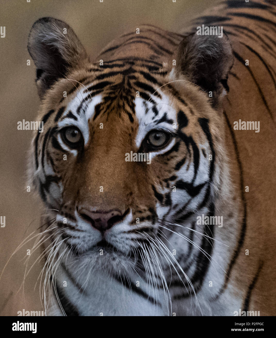 My best side Stock Photo - Alamy