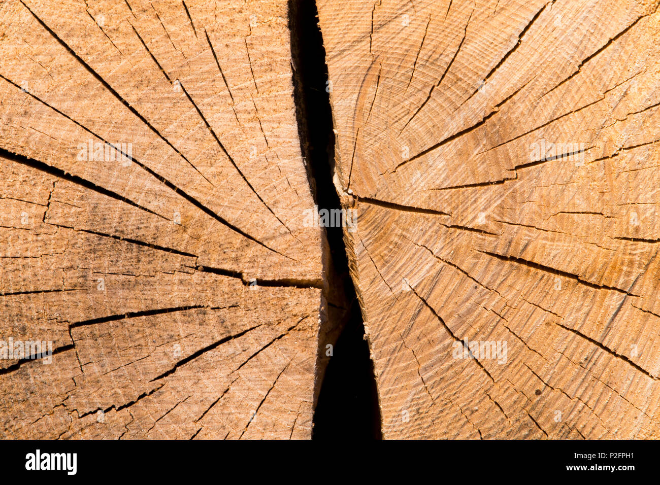 Close up Core Tree of Cut Tree Trunk Background. split into two parts ...