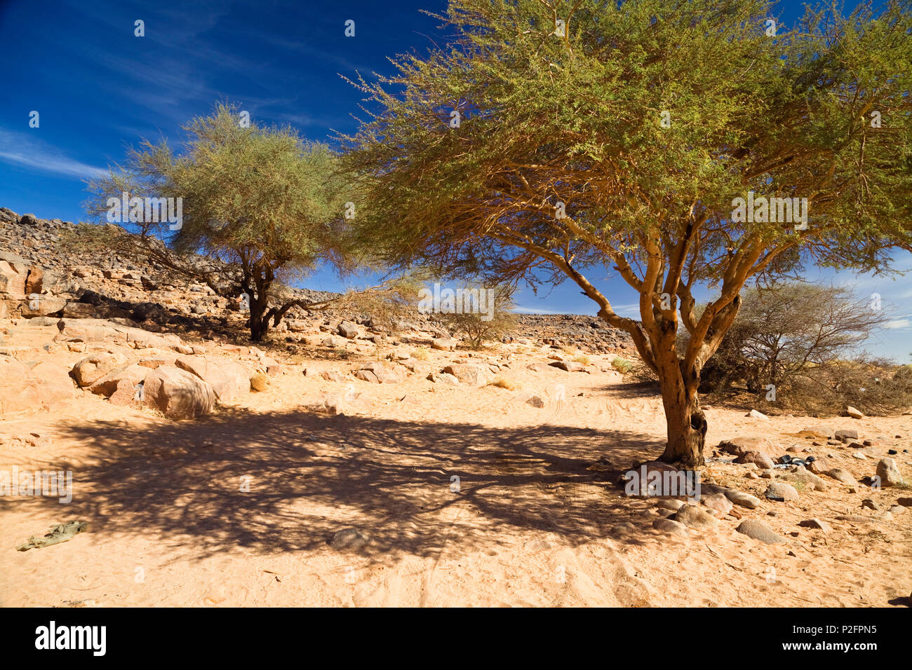 Acacia Trees in Wadi Mathendous, Wadi Barjuj, Stony Desert, Libya ...