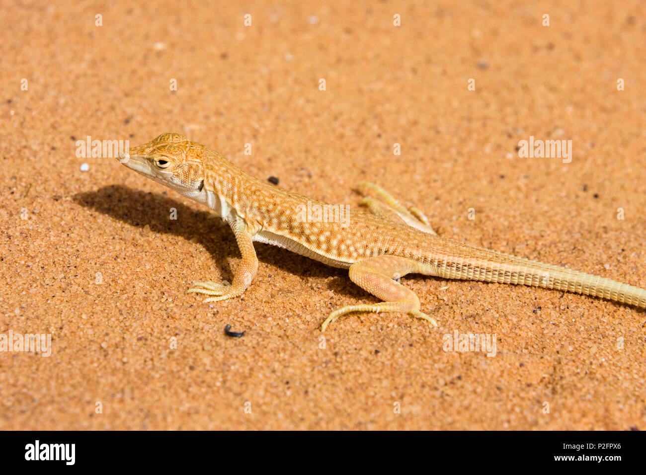 Lizard in the libyan Desert, Libya, Africa Stock Photo - Alamy