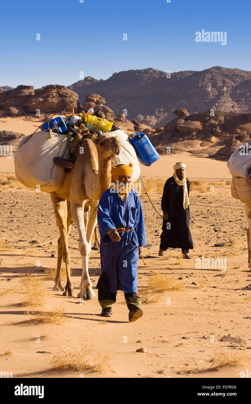 Camel Caravan in the libyan desert, Dromedaries, Camelus dromedarius ...