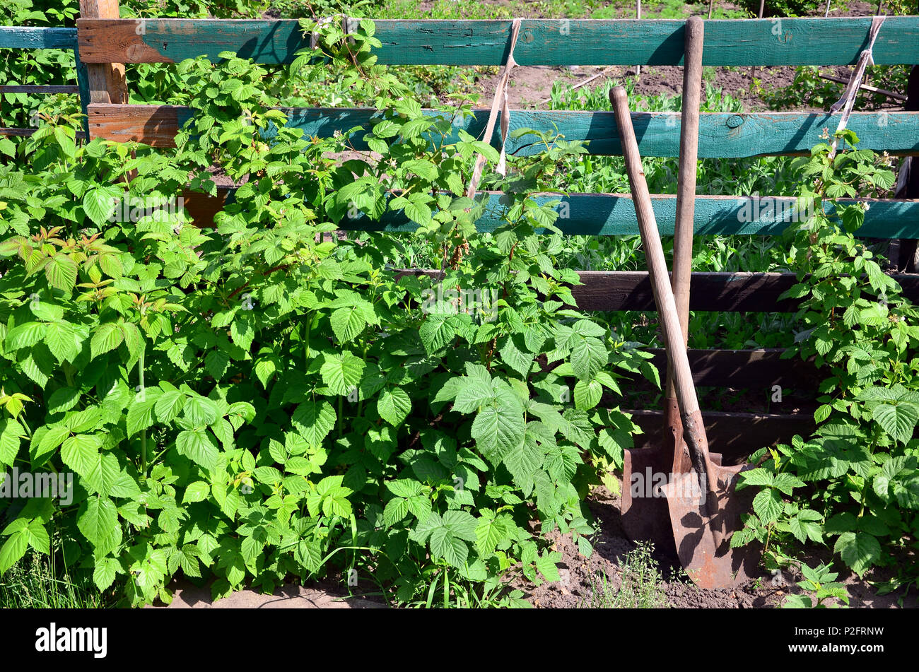 Gopher wood hi-res stock photography and images - Alamy