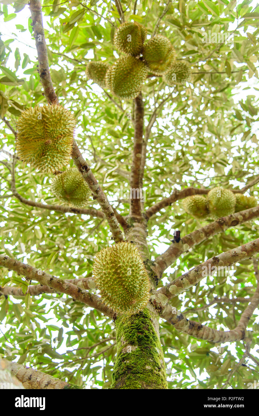 Fresh durian on tree hi-res stock photography and images - Alamy