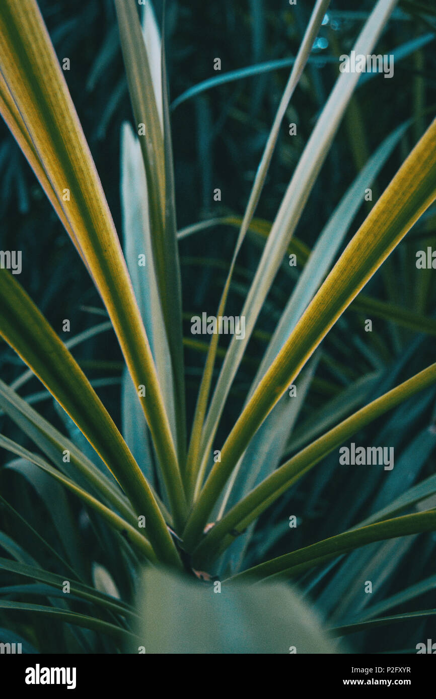 Elongated leaves hi-res stock photography and images - Alamy