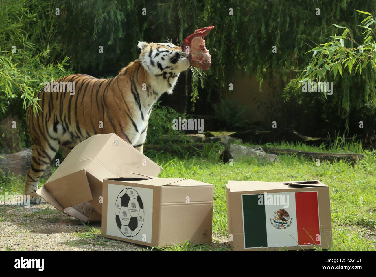 Zoo tiger in a box hi-res stock photography and images - Alamy