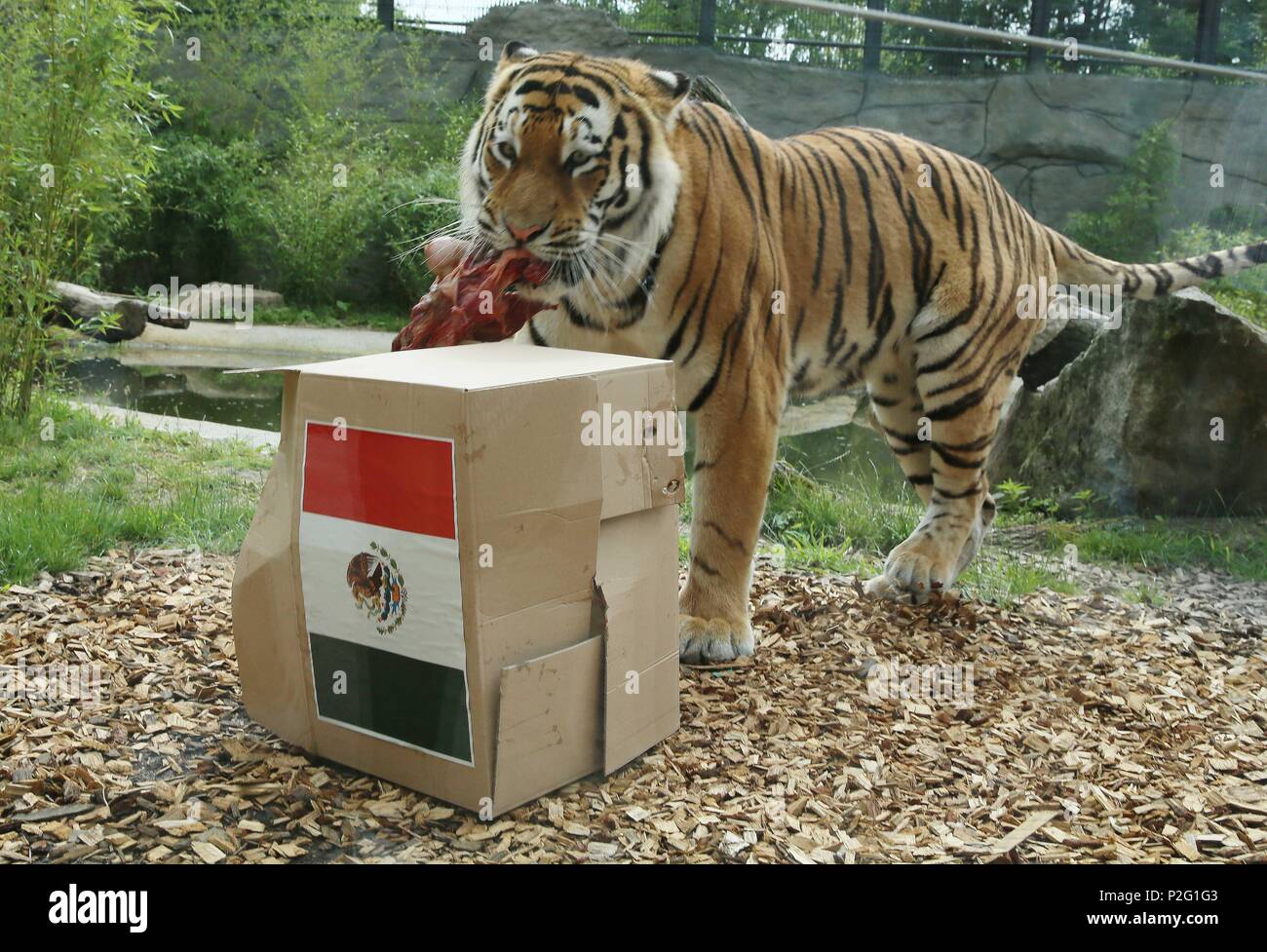 Tiger In A Box