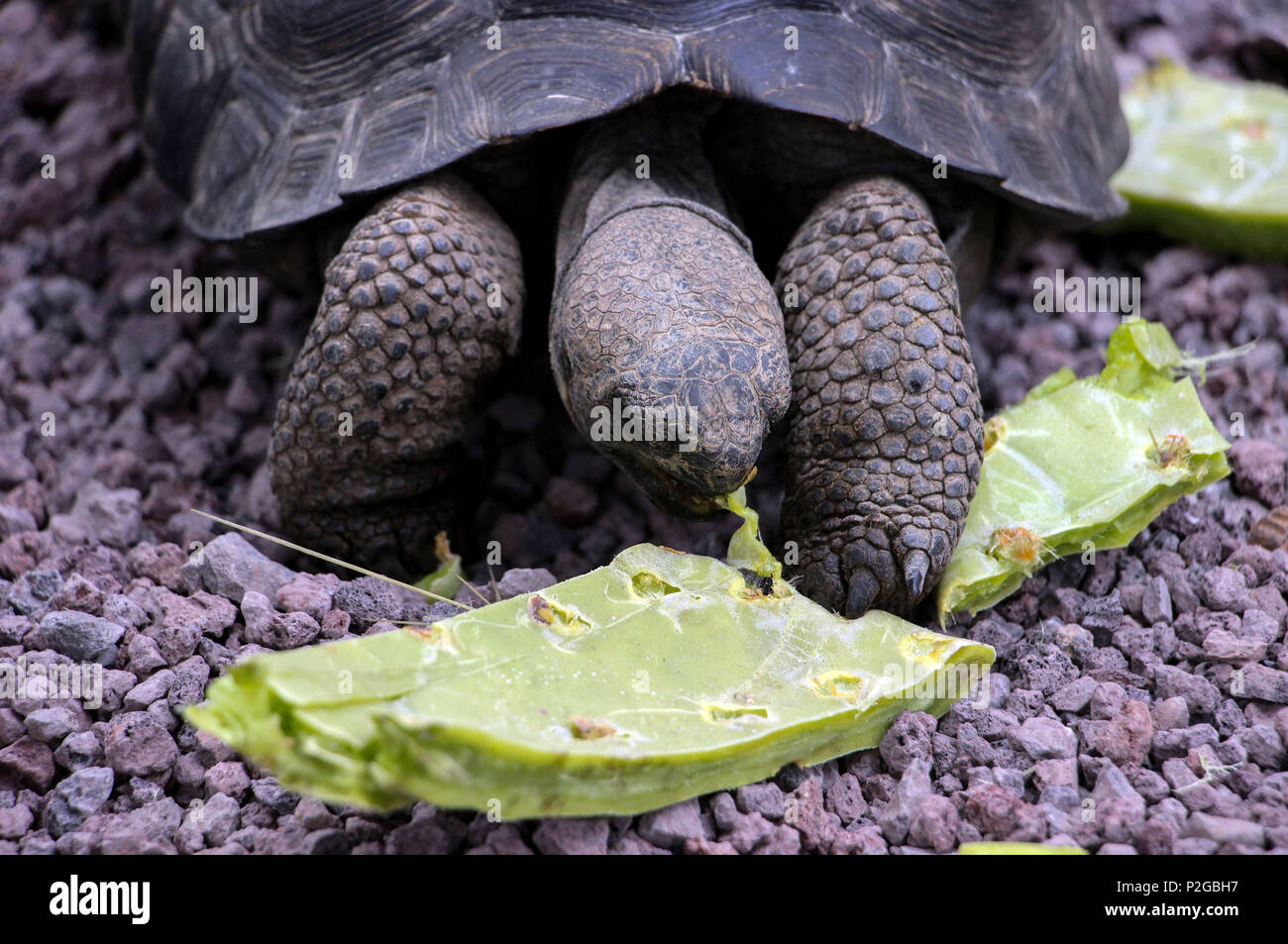 Baltra Island, Ecuador. 14th June, 2018. Photo provided by the ...
