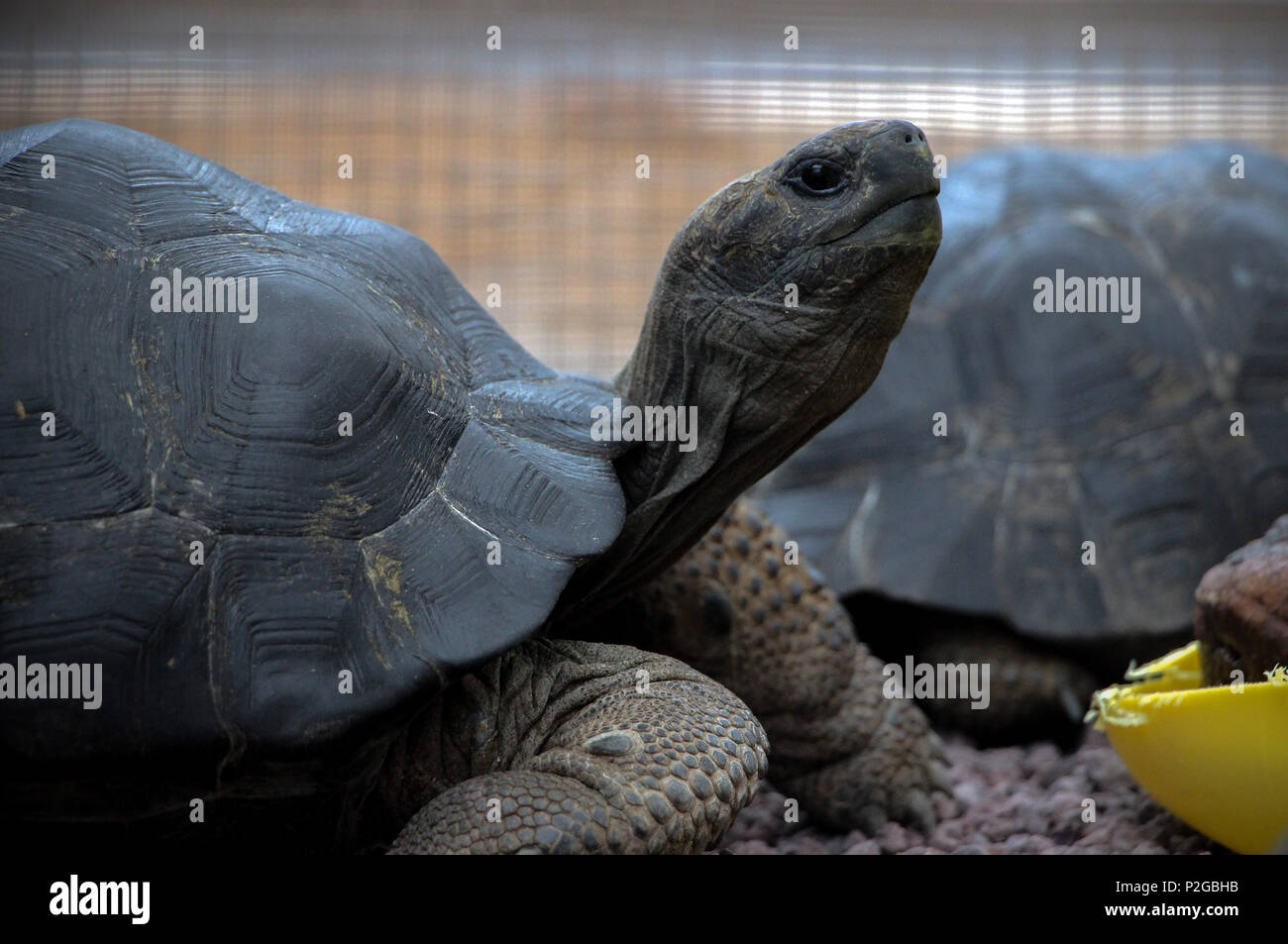 Baltra Island, Ecuador. 14th June, 2018. Photo provided by the ...