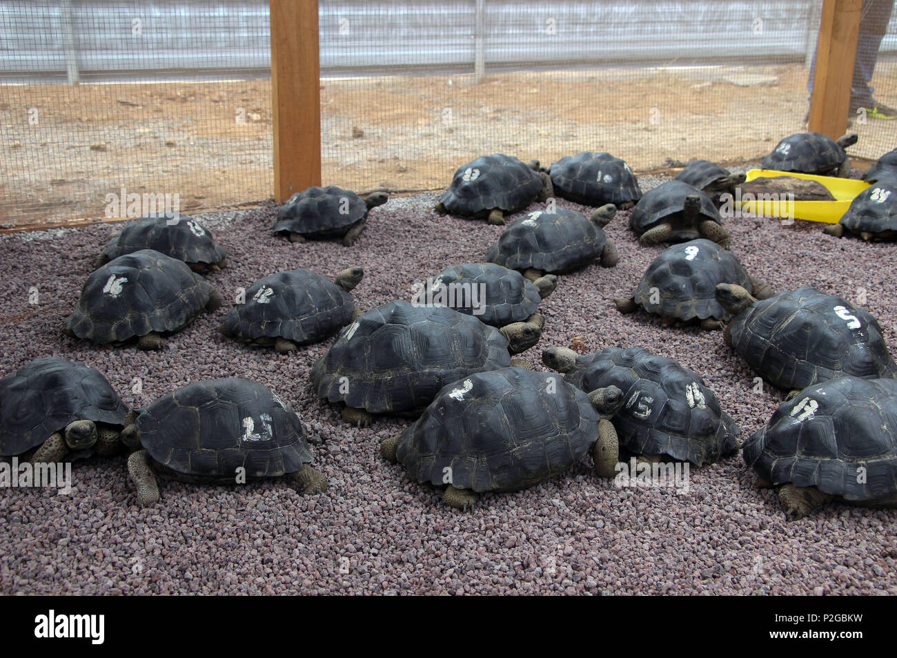 Baltra Island, Ecuador. 14th June, 2018. Photo provided by the ...