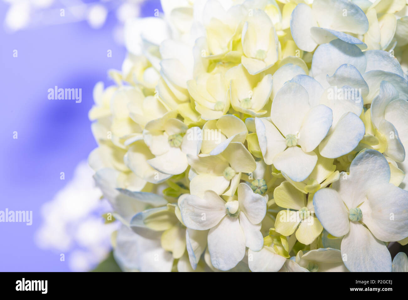 Hydrangea bunch of flowers grouped in a bouquet Stock Photo - Alamy