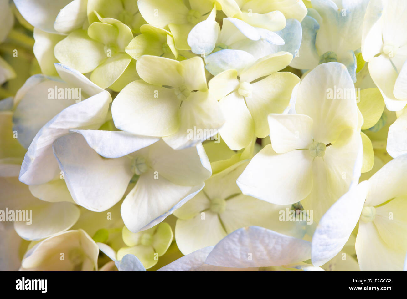 Hydrangea bunch of flowers grouped in a bouquet Stock Photo - Alamy