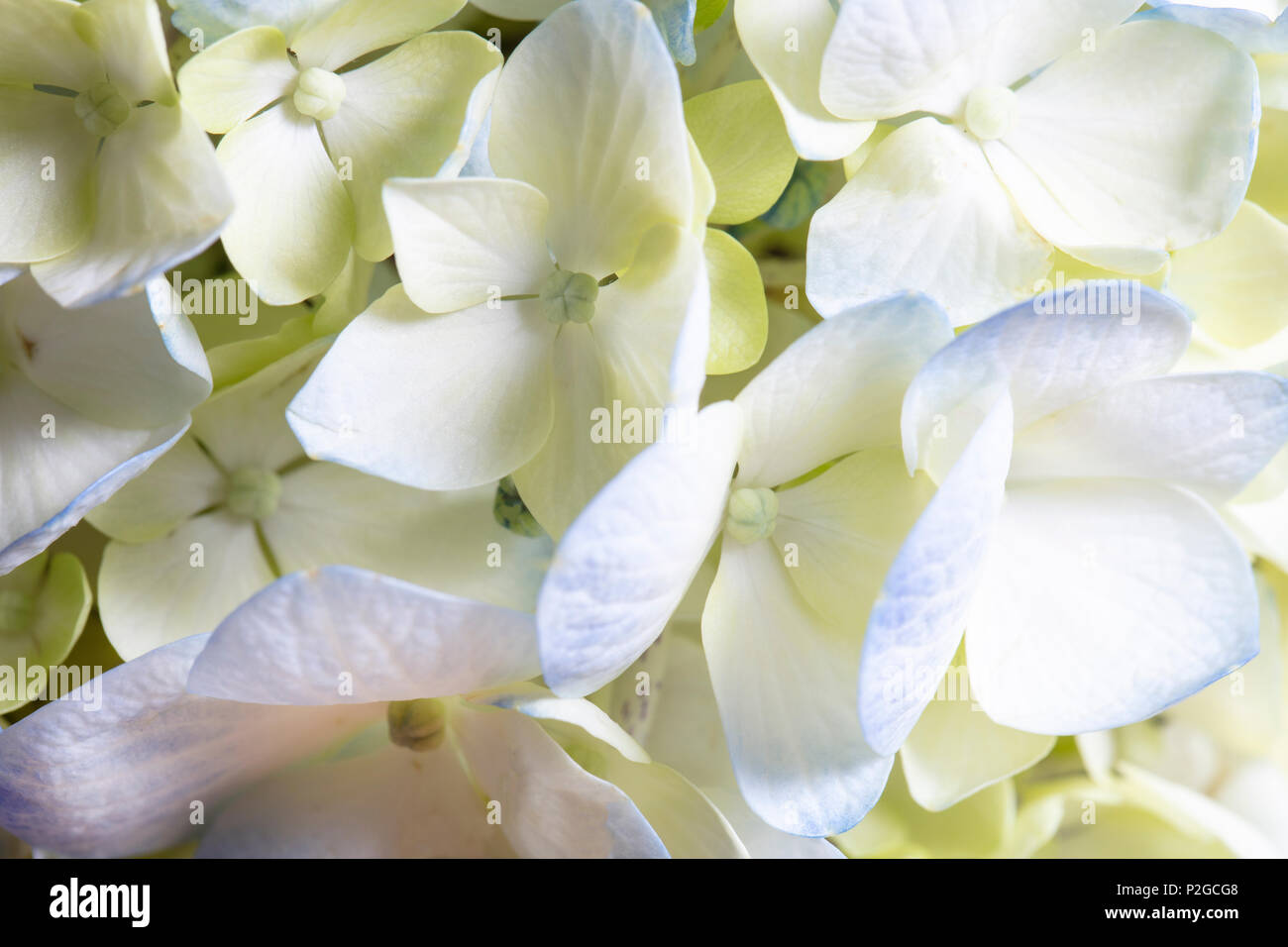 Hydrangea bunch of flowers grouped in a bouquet Stock Photo - Alamy