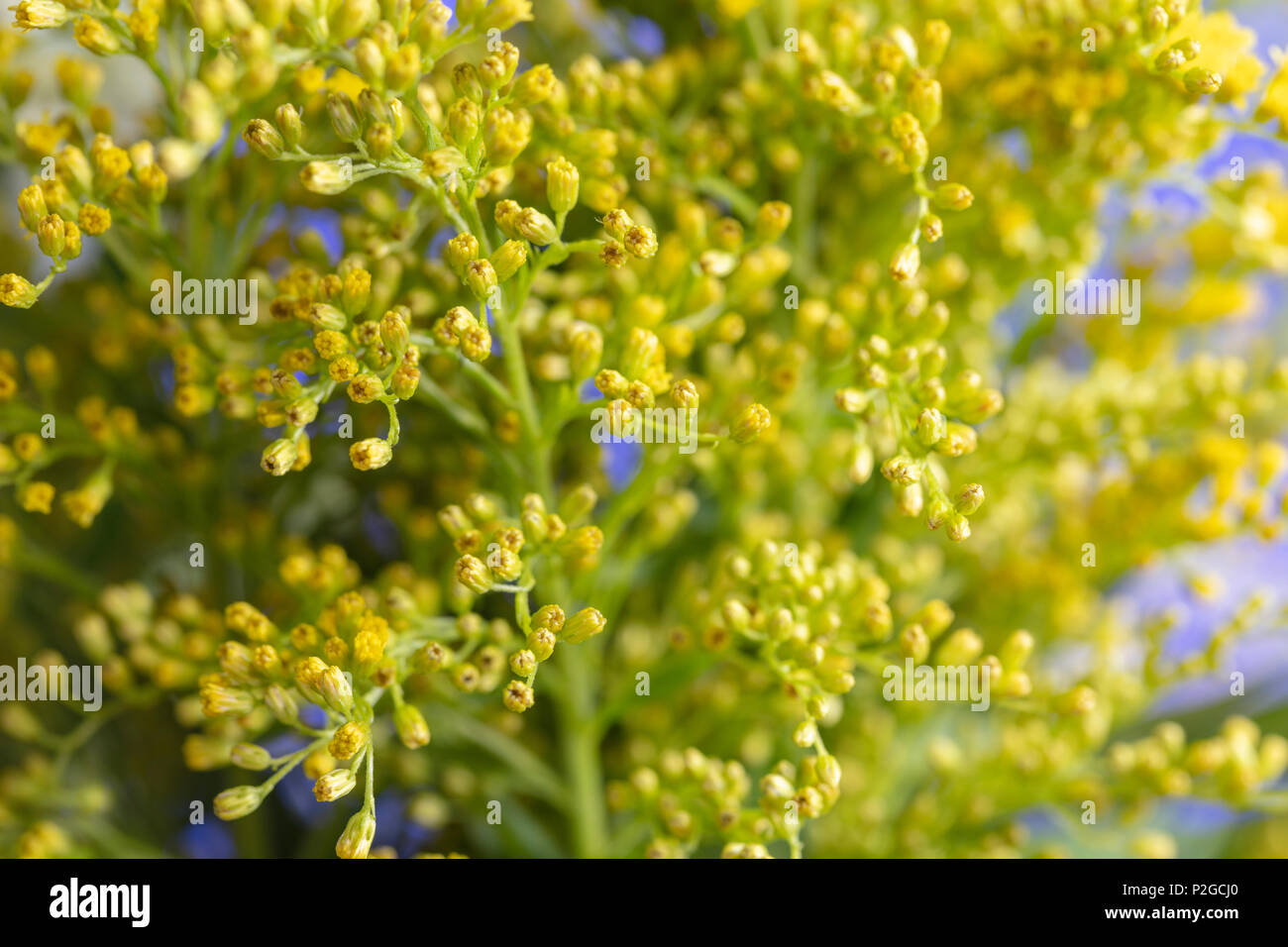 Flowers and stems hi-res stock photography and images - Alamy