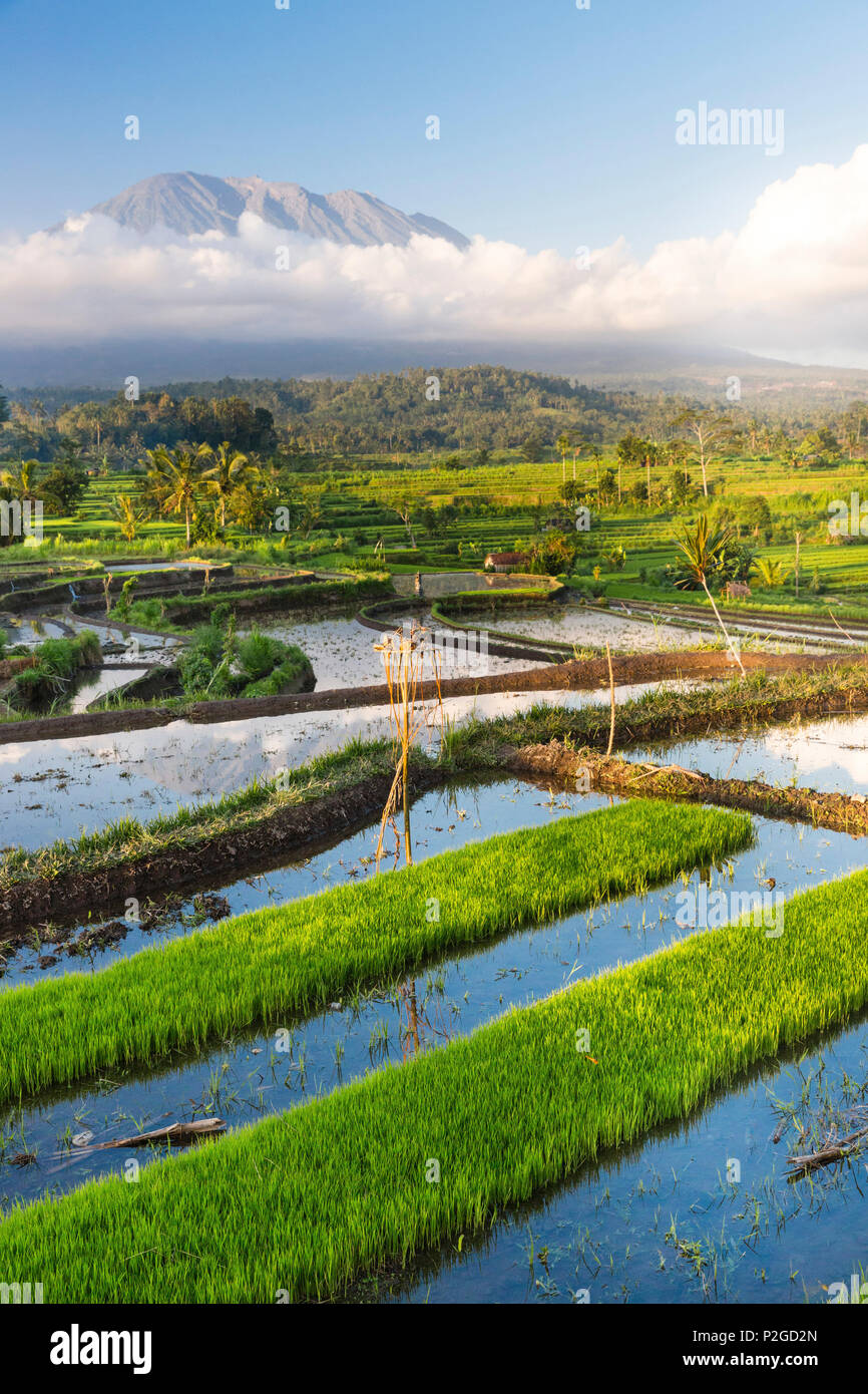 Corn fields bali hi-res stock photography and images - Alamy