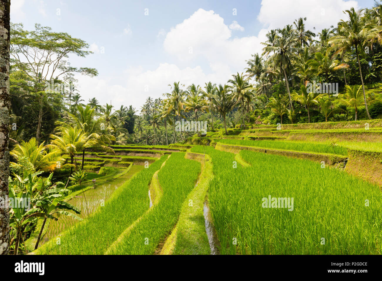 Rice terrace, Sawah, Tampaksiring, Ubud, Bali, Indonesia Stock Photo ...
