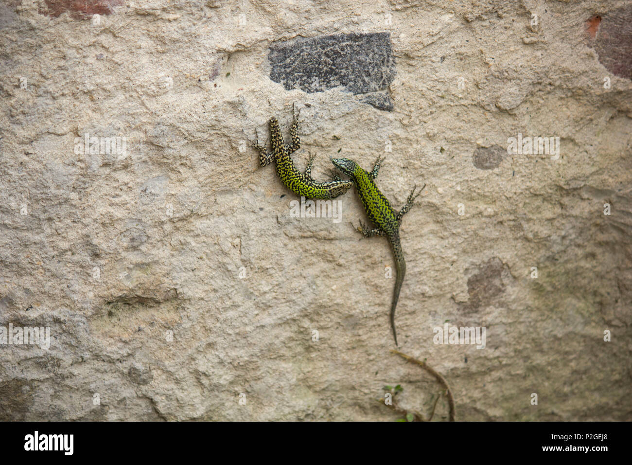 two lizards on a wall Stock Photo - Alamy
