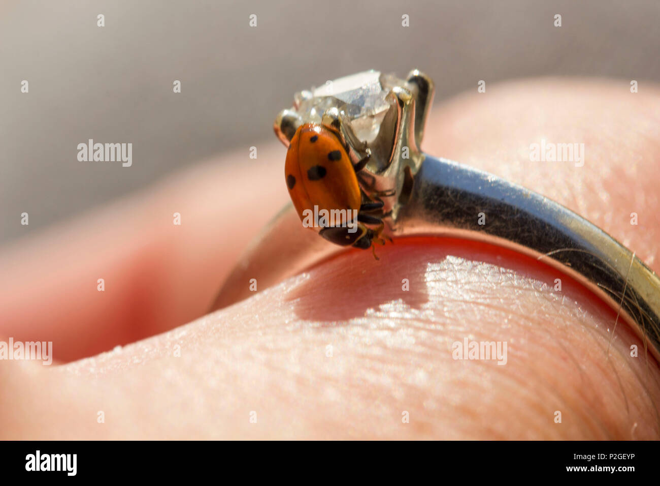 ladybird on an engagement ring Stock Photo - Alamy