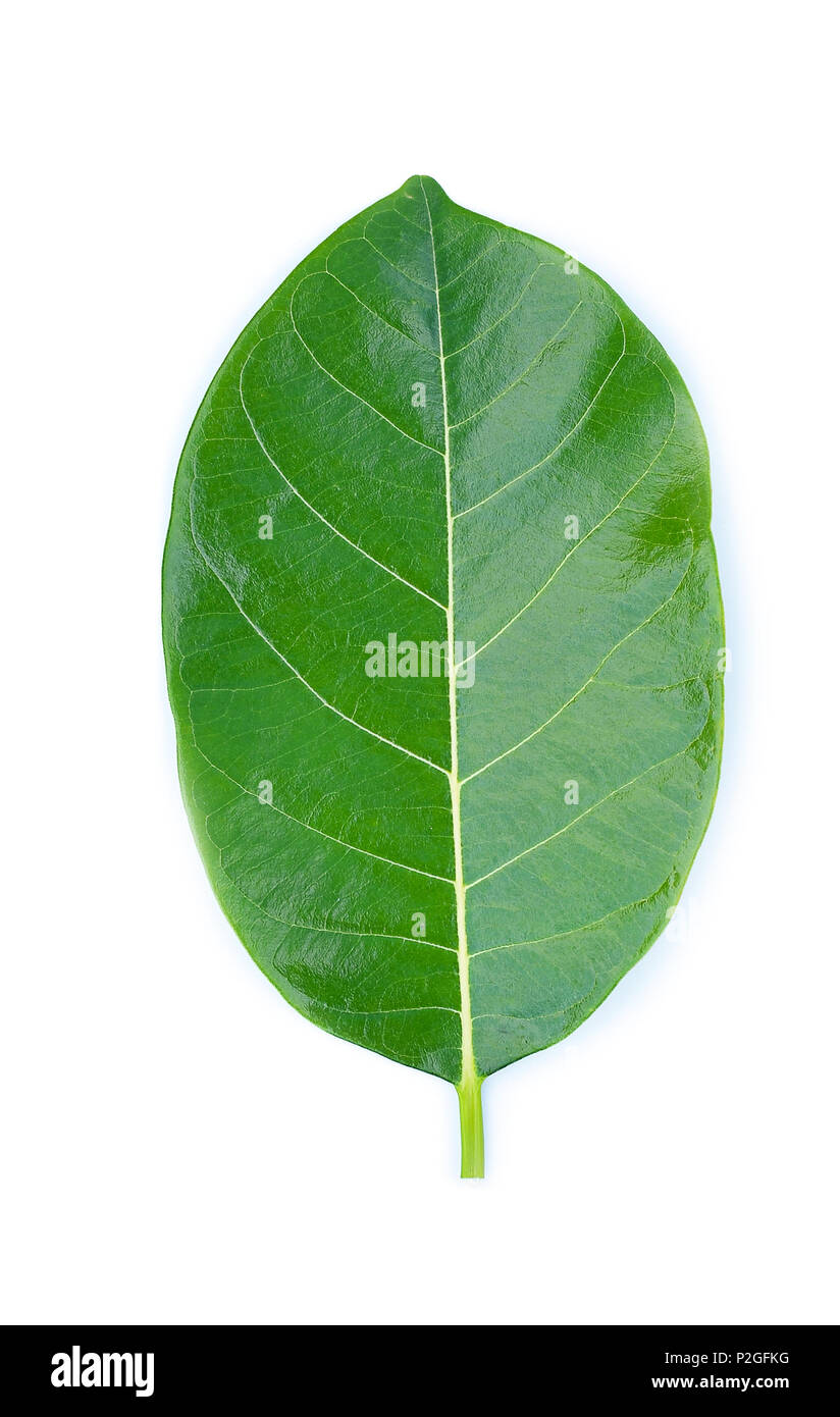 Jack Fruit leaves isolated on white background Stock Photo - Alamy