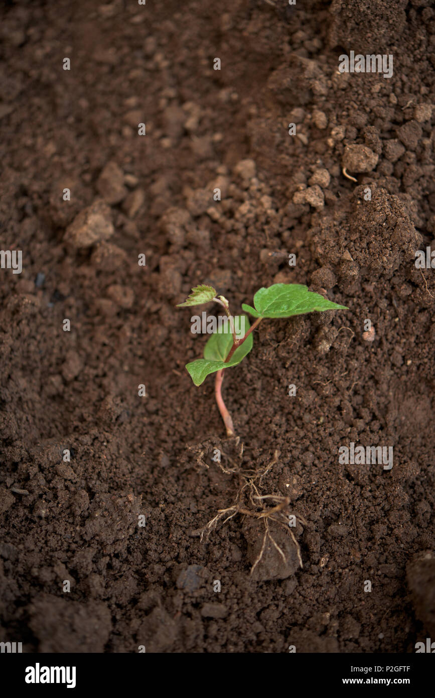 Whole tree and roots hi-res stock photography and images - Alamy