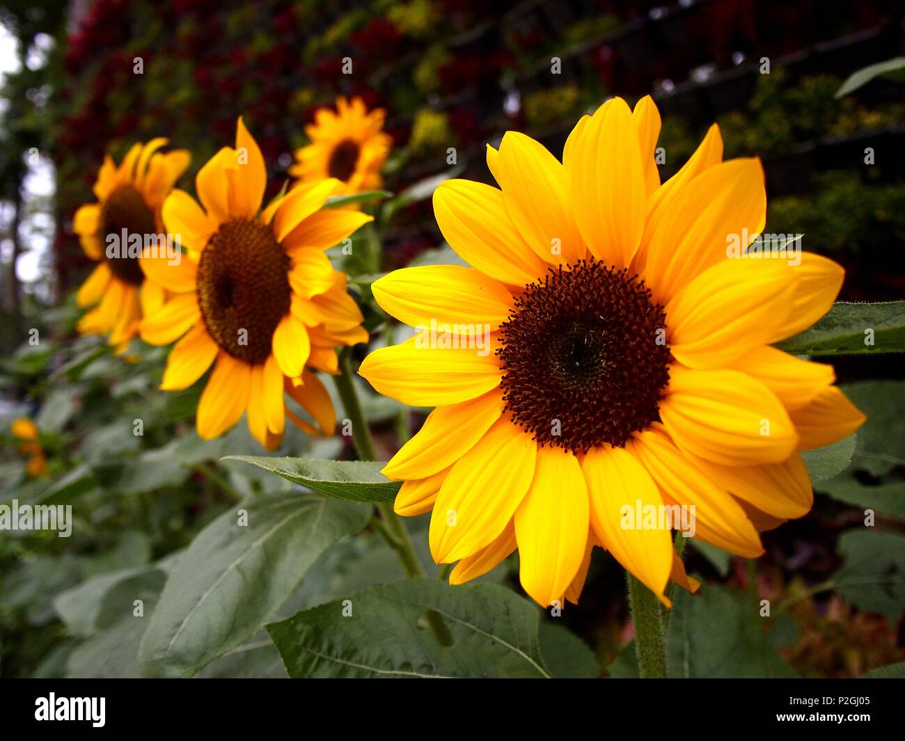 Photo of sunflower plants in a flower garden Stock Photo - Alamy
