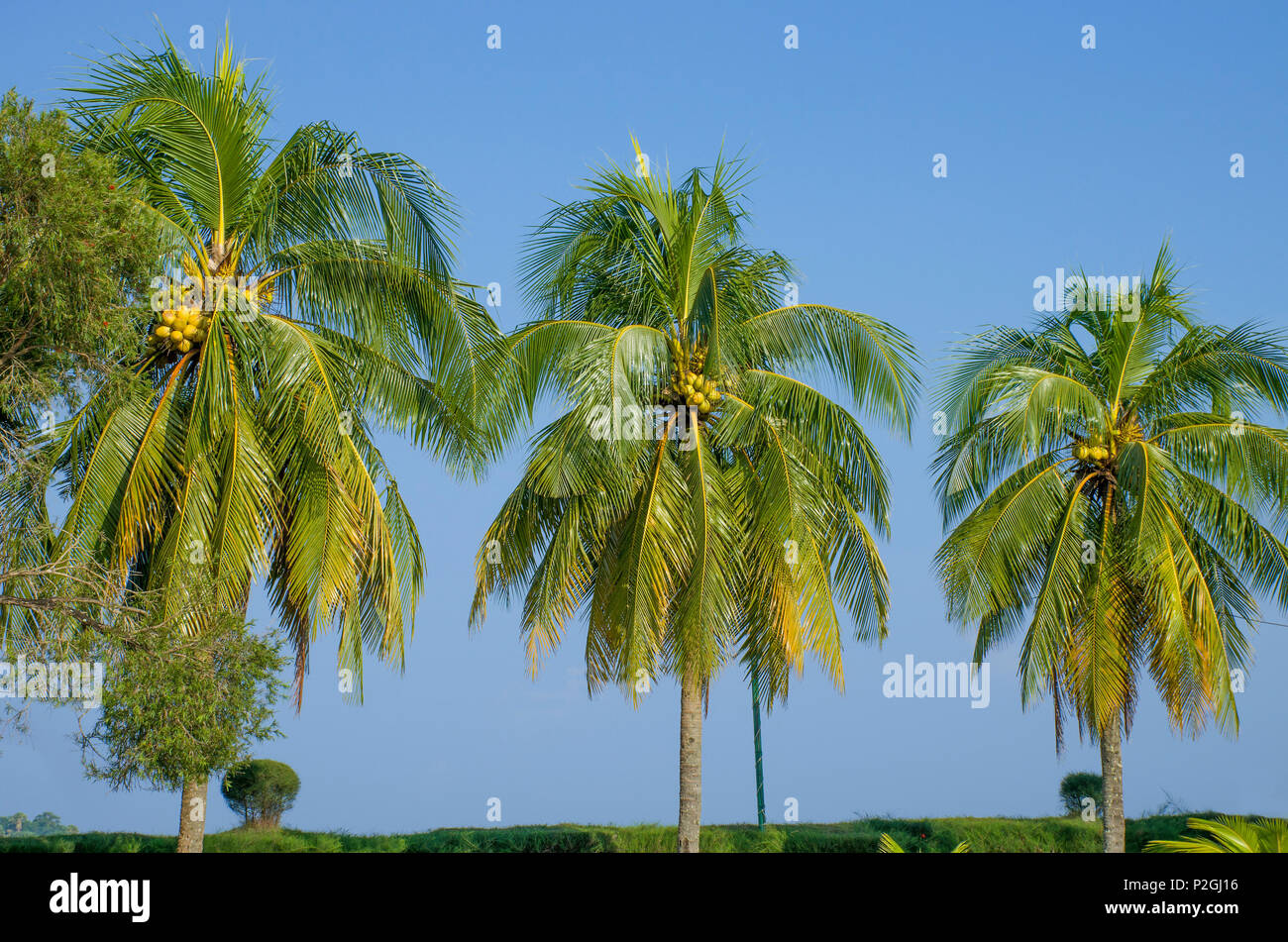 The landscape of the Andaman Sea in India protected with tropical ...