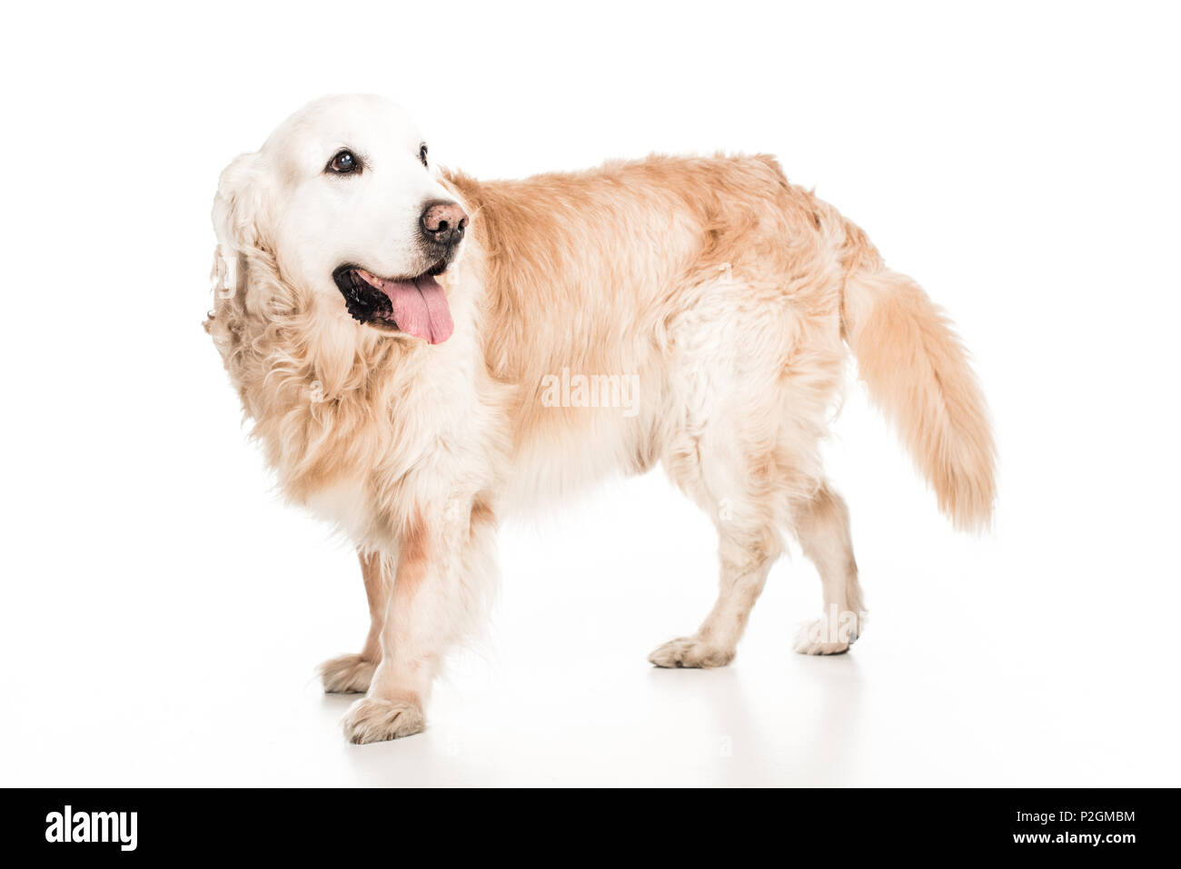 full length view of purebred golden retriever dog standing isolated on ...