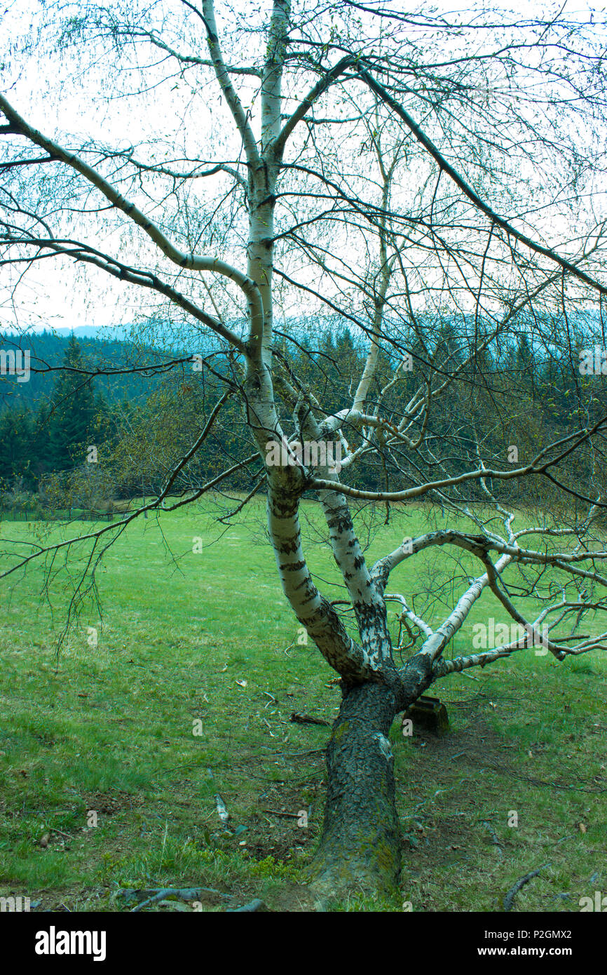 Birch tree root branch hi-res stock photography and images - Alamy