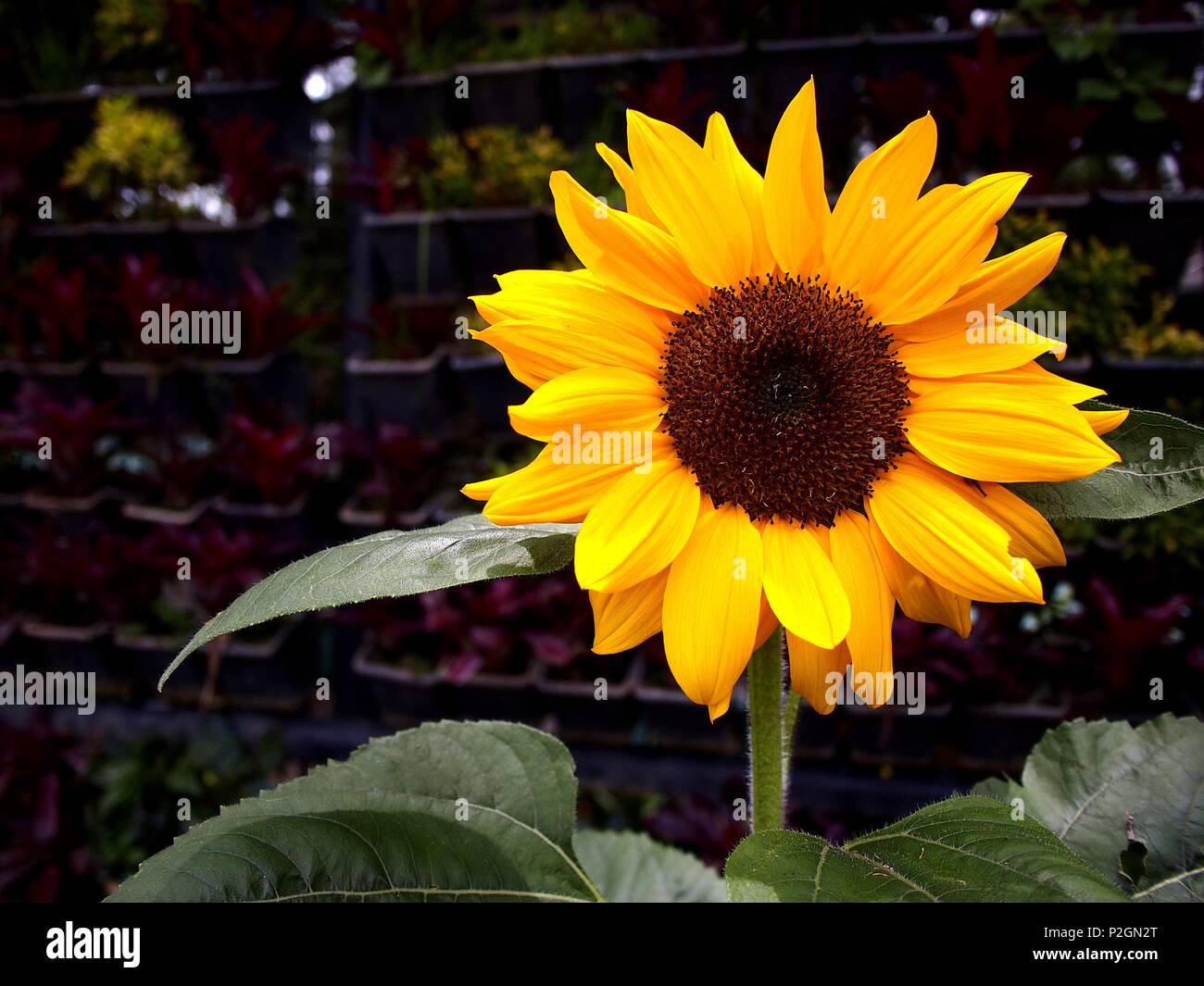 Photo of sunflower plants in a flower garden Stock Photo - Alamy