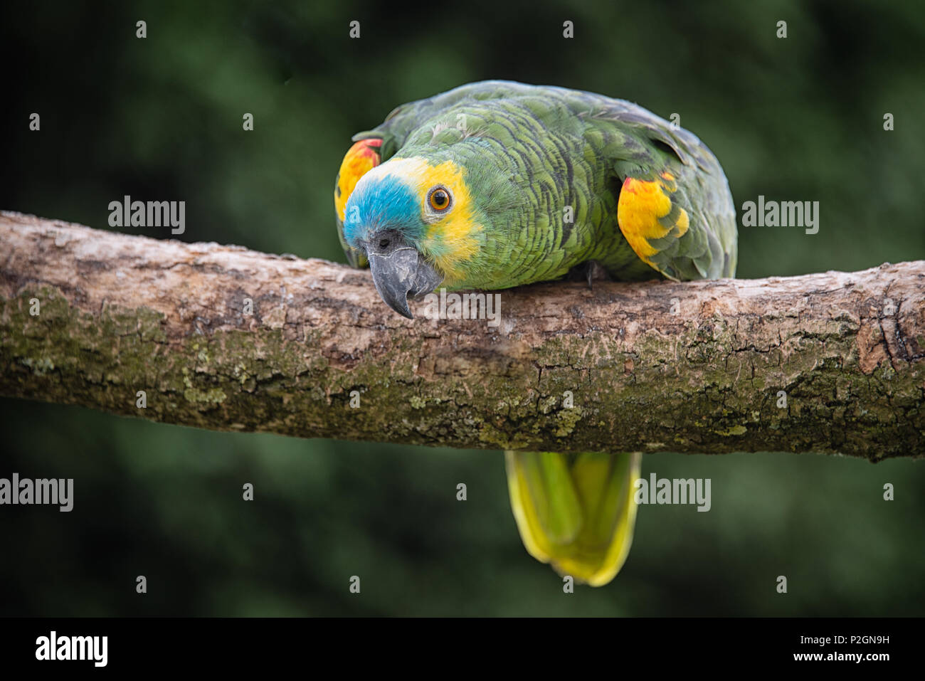 Turquiose parrot hi-res stock photography and images - Alamy