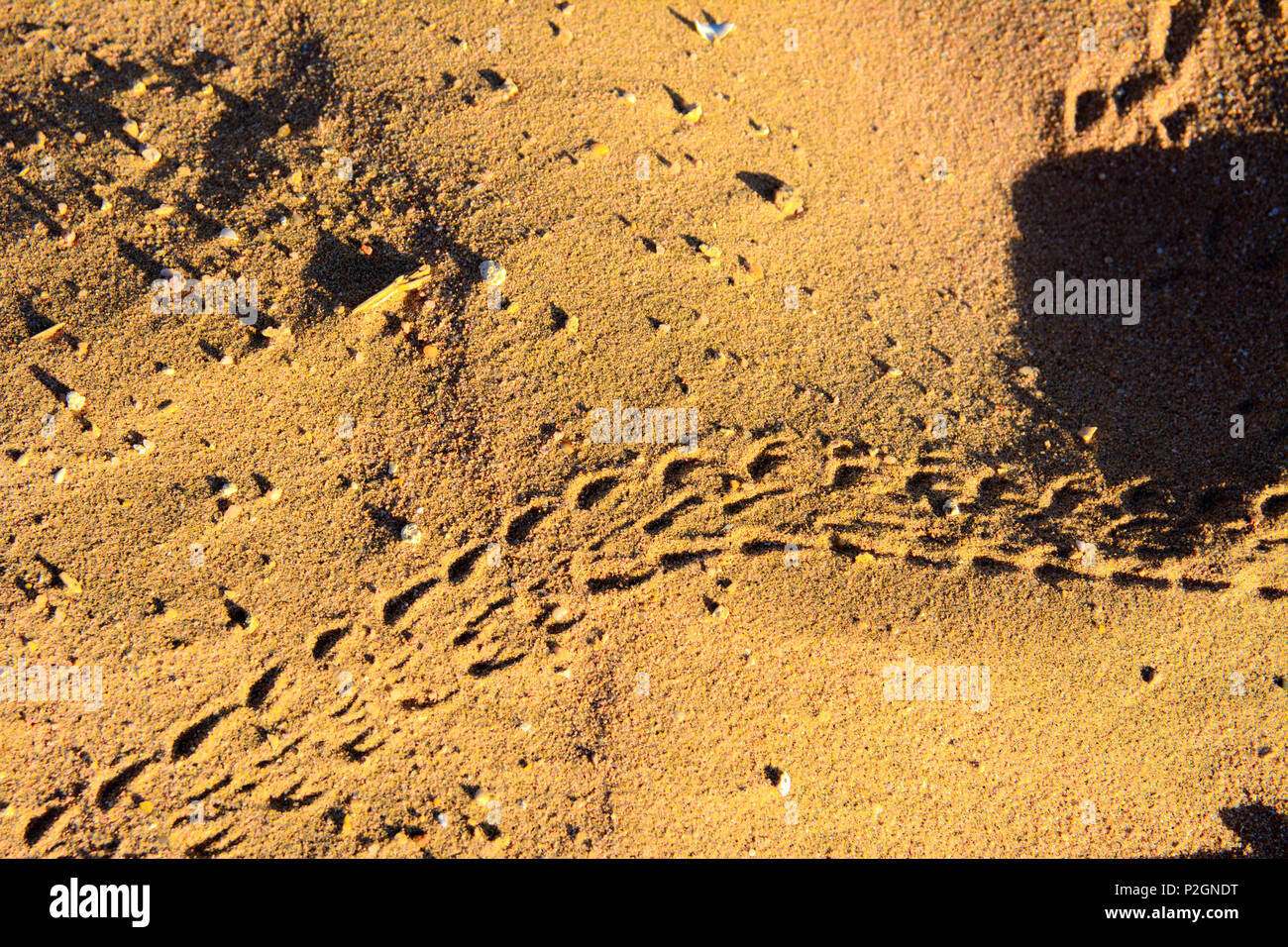 A trace of a sea snake against a background of yellow sand. Summer ...