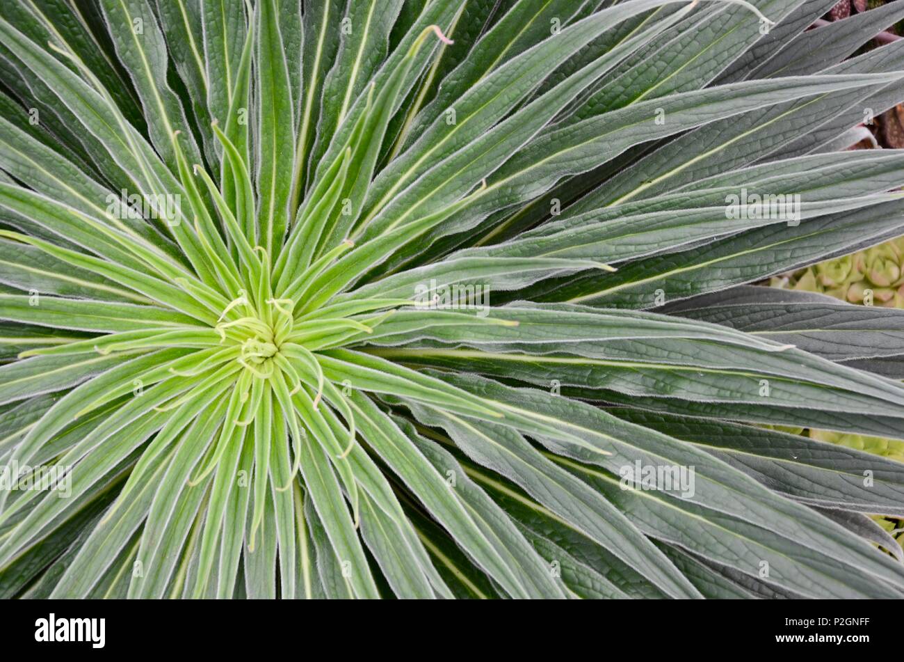 Close-up leaves of Queretaro Yucca (Yucca queretaroensis, biconvex ...