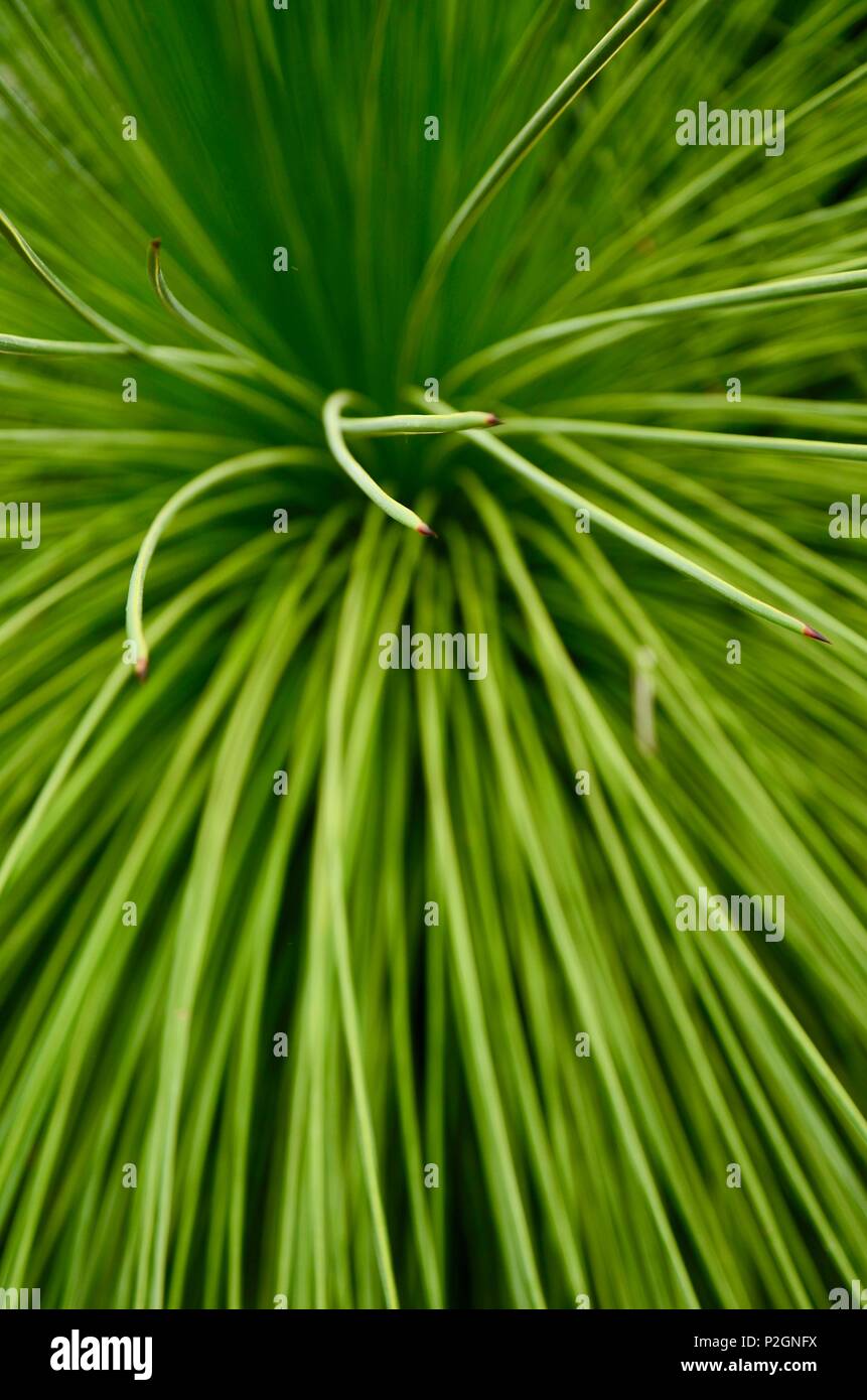 Close-up leaves of Queretaro Yucca (Yucca queretaroensis, biconvex ...