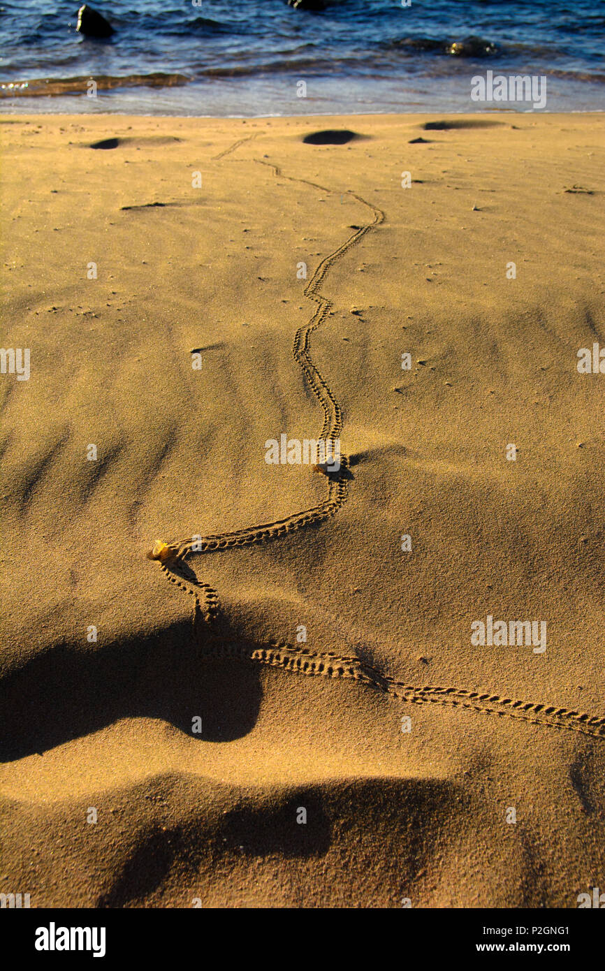 A trace of a sea snake against a background of yellow sand. Summer ...