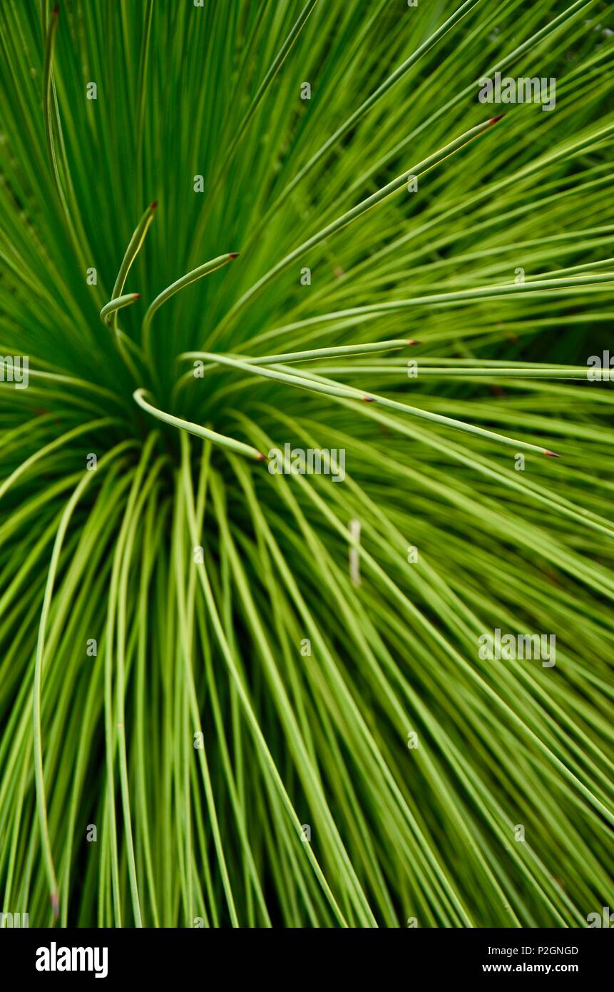 Close-up leaves of Queretaro Yucca (Yucca queretaroensis, biconvex ...