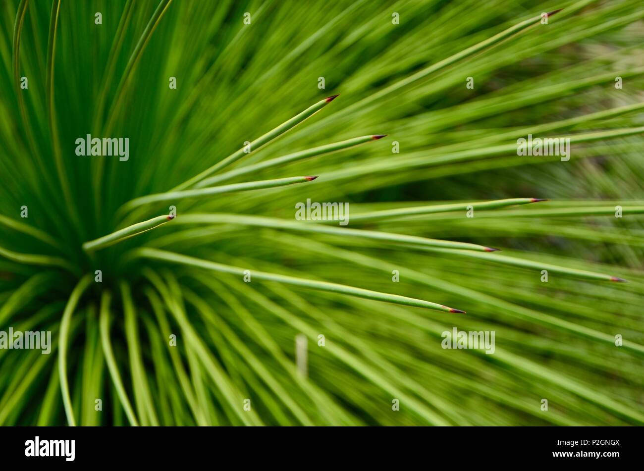 Close-up leaves of Queretaro Yucca (Yucca queretaroensis, biconvex ...