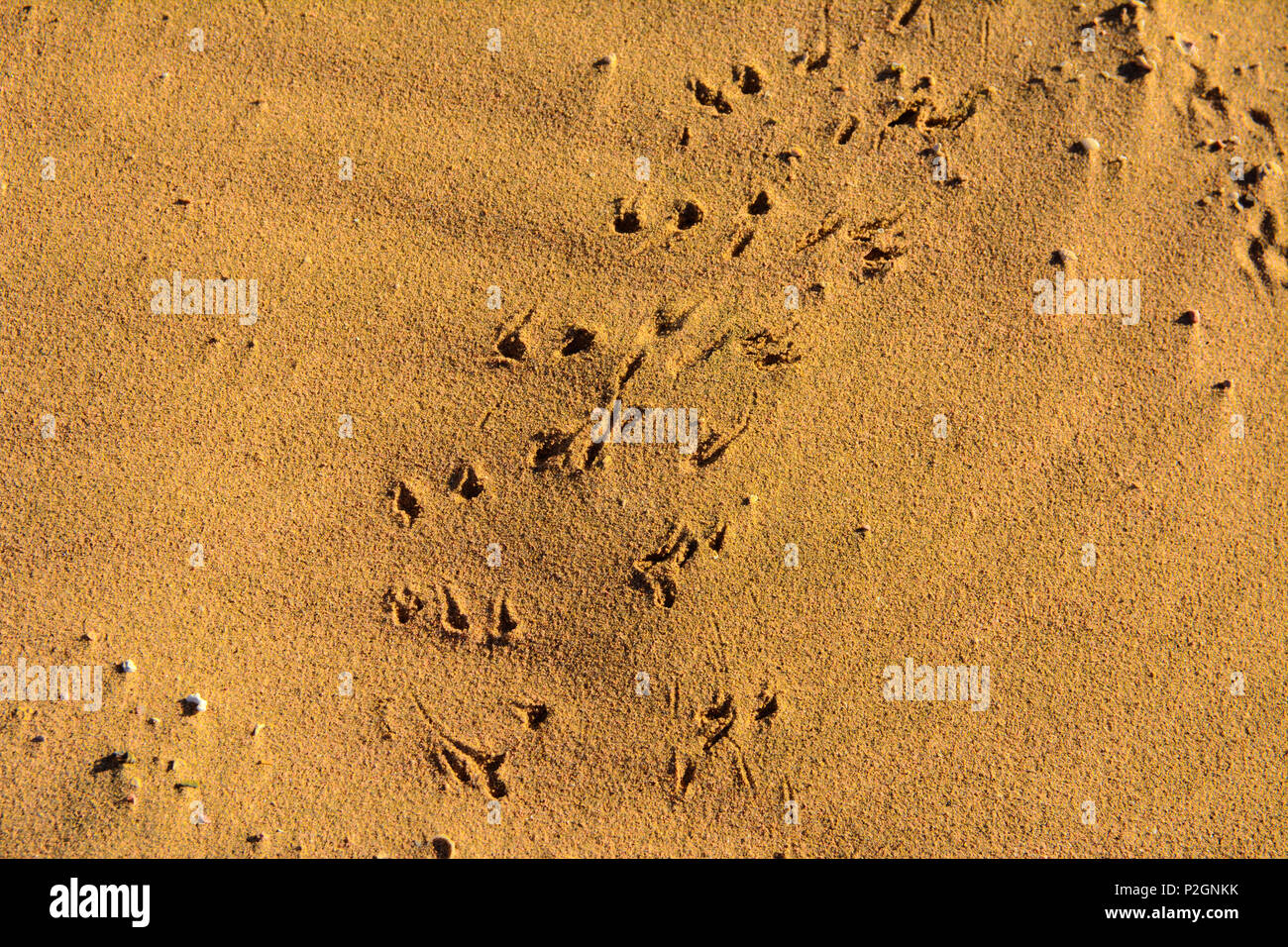 A trace of a sea snake against a background of yellow sand. Summer ...