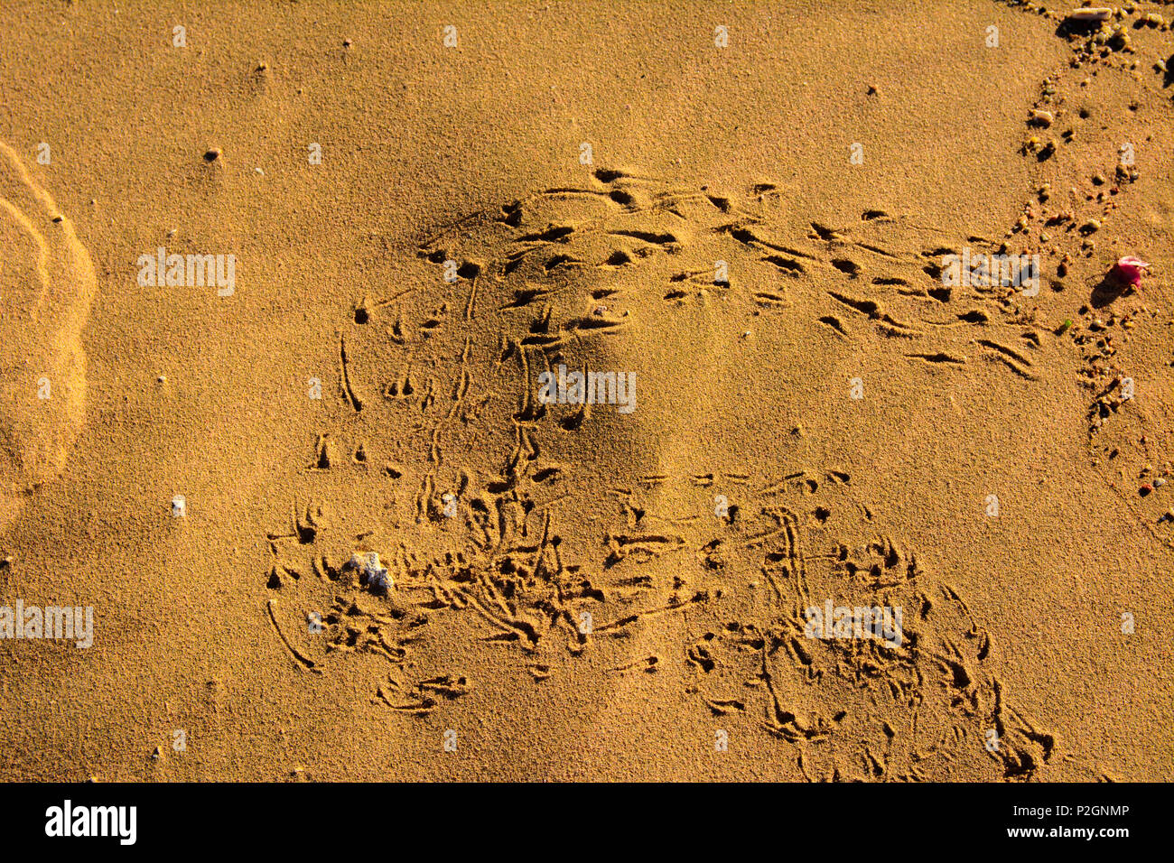Snake sand tracks hi-res stock photography and images - Alamy