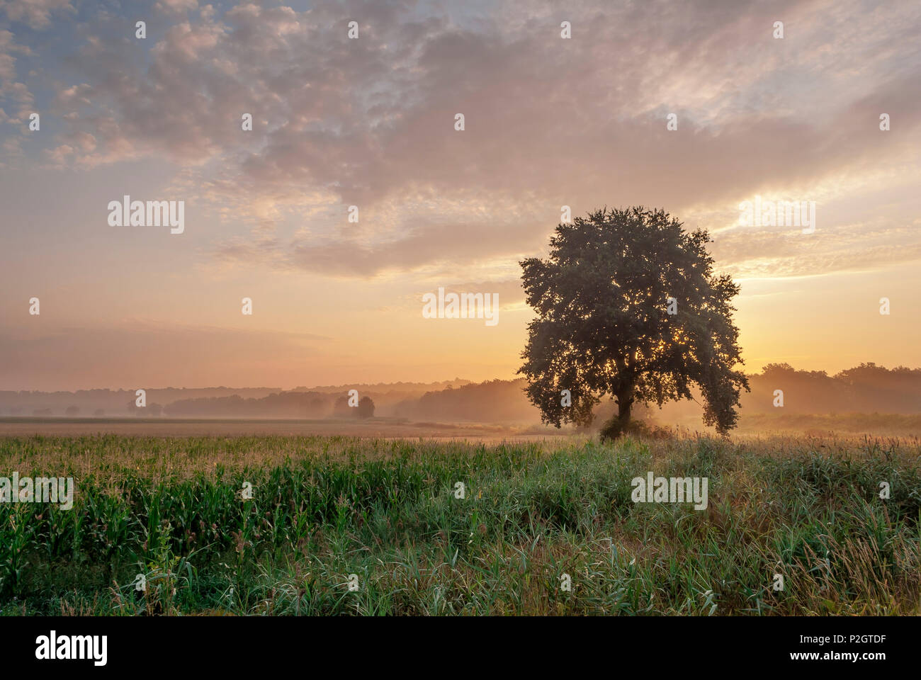 Tree of the rising sun Stock Photo - Alamy