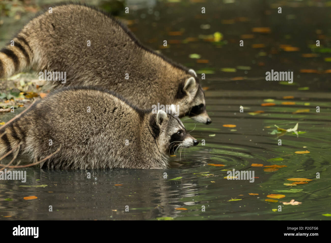 Furry animal mask outside hi-res stock photography and images - Alamy