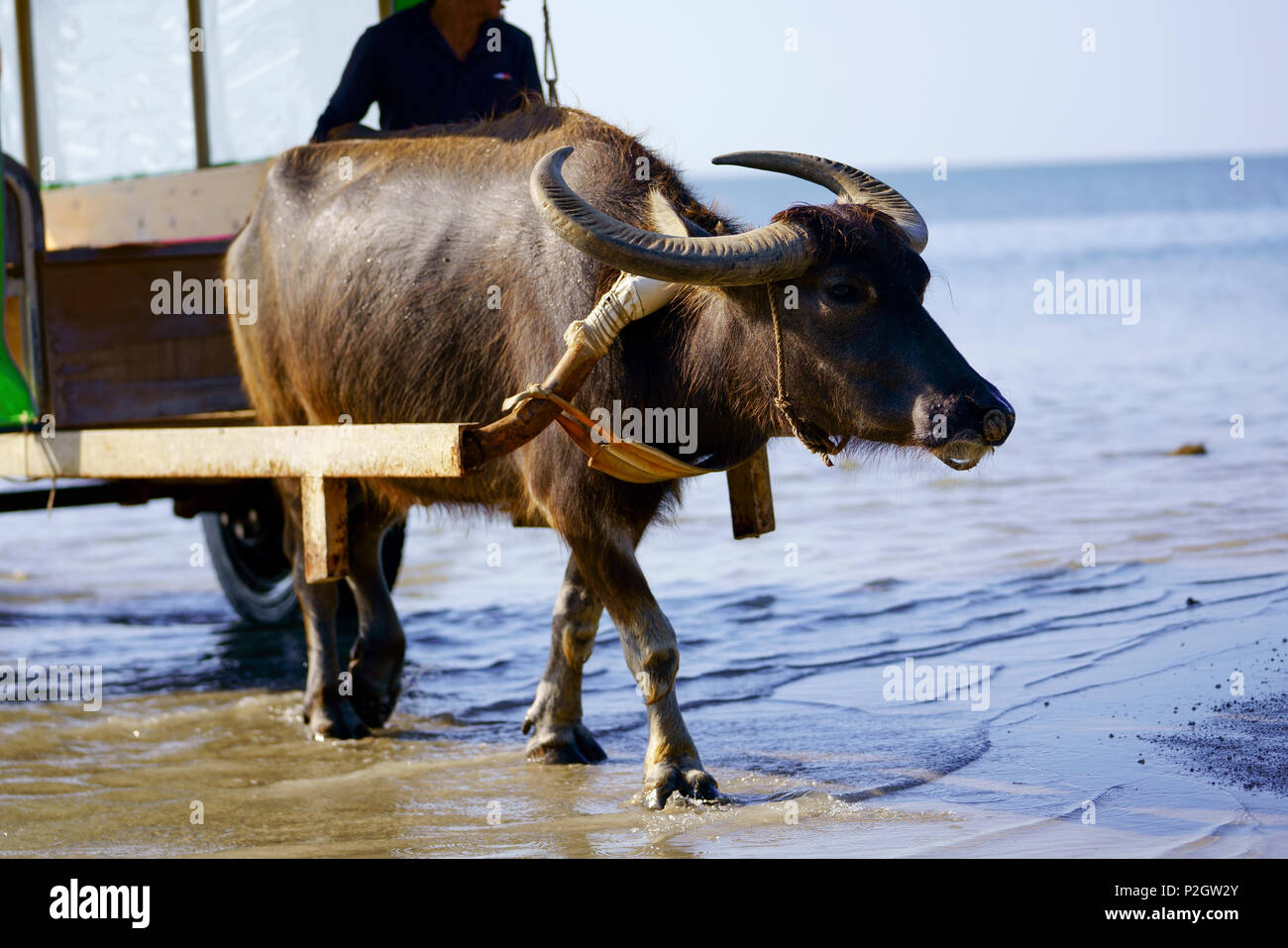 Water buffalo, Iriomote Island, Okinawa Prefecture, Japan Stock Photo ...